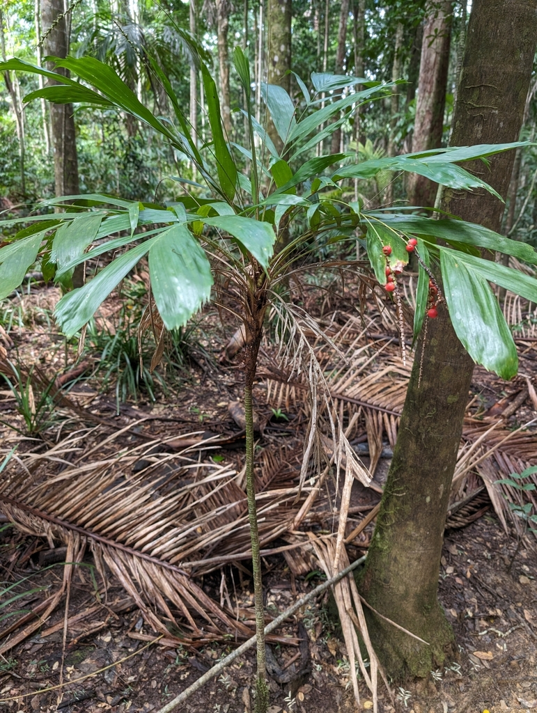 Walking stick palm from Whian Whian NSW 2480, Australia on May 6, 2024 at 11:04 AM by Maria ...