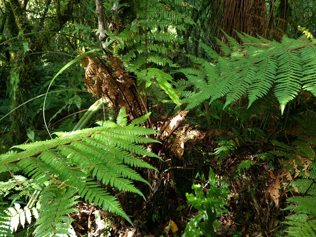 New Zealand tree fern from Mangawhero Forest Walk Ruapehu District ...