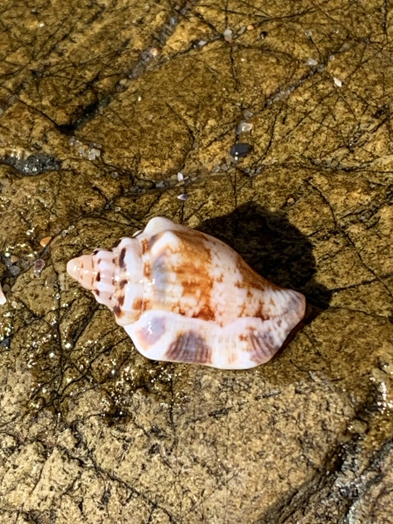 Variable Stromb from Minnie Water, NSW, AU on May 6, 2024 at 10:58 AM ...