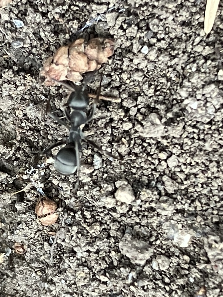 Japanese Carpenter Ant from 秋田市雄和 on May 6, 2024 at 05:01 PM by ...