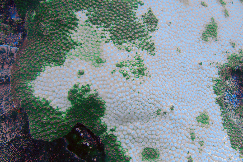 Diploastrea heliopora in March 2024 by Tom Heijnen · iNaturalist