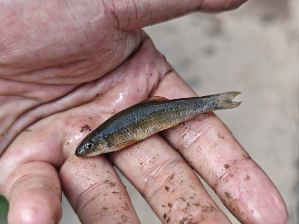 Discogobio from 云南省大理白族自治州弥渡县新街镇上坝厂 on May 6, 2024 at 04:00 PM by 刘光裕 ...