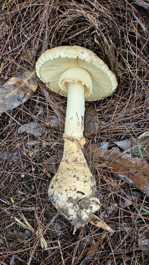 Ocher-Gilled Barefoot Lepidella from Scenic Dr opp Colongra Power ...