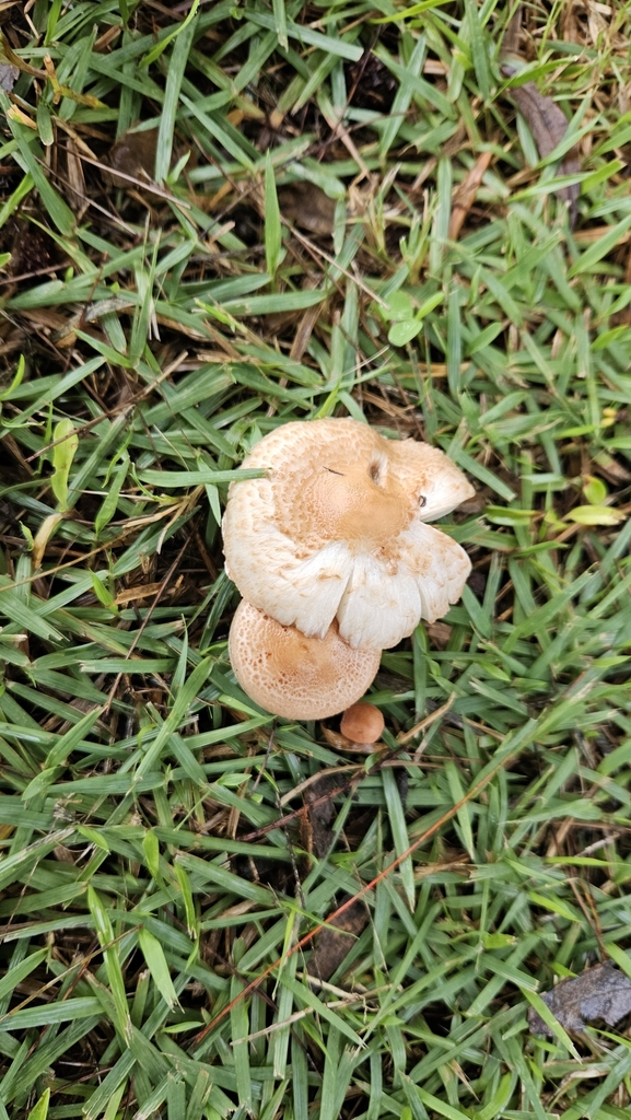 Agaricineae from Scenic Dr opp Colongra Power Station, San Remo NSW ...