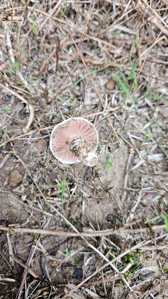 Agaricineae from Scenic Dr opp Colongra Power Station, San Remo NSW ...