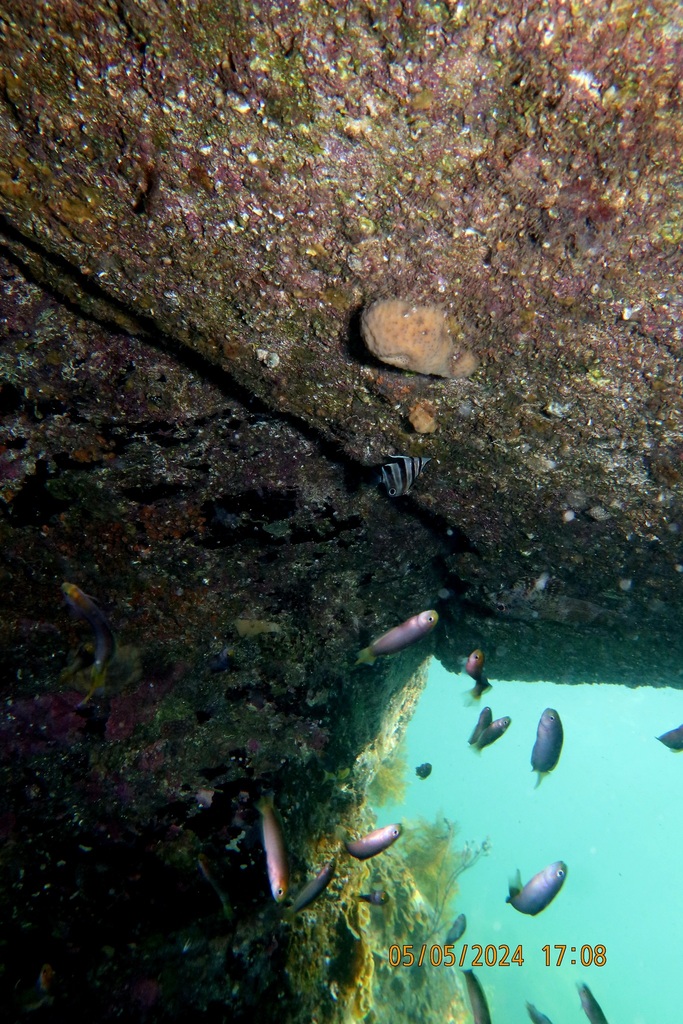 Western Talma from Second Valley jetty on May 5, 2024 at 05:08 PM by ...