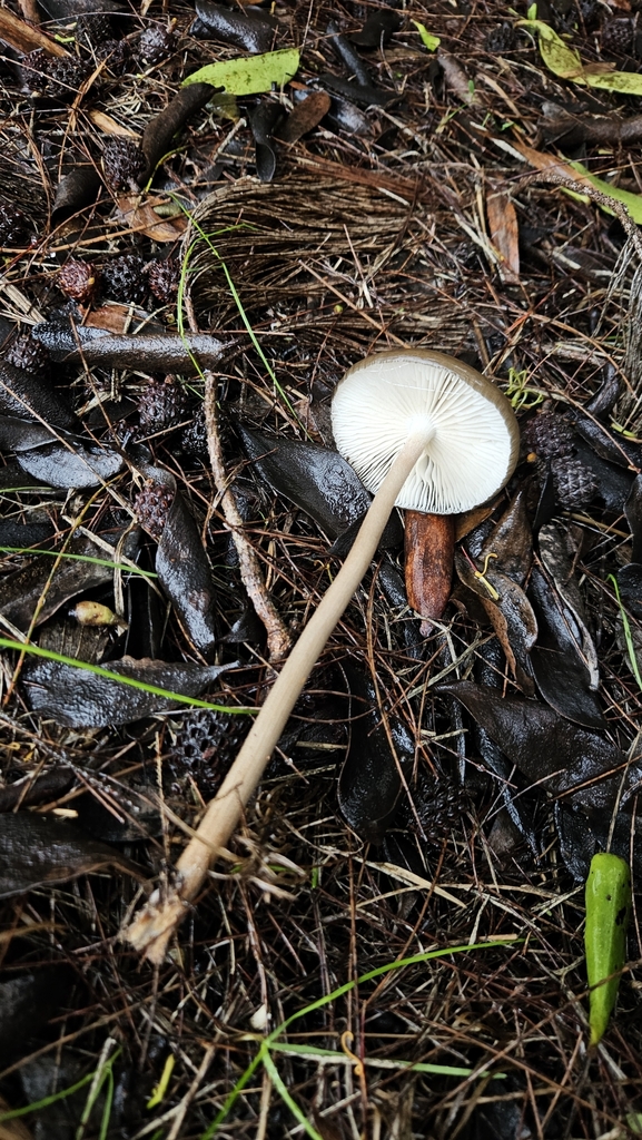 Oudemansiella gigaspora from Scenic Dr opp Colongra Power Station, San ...