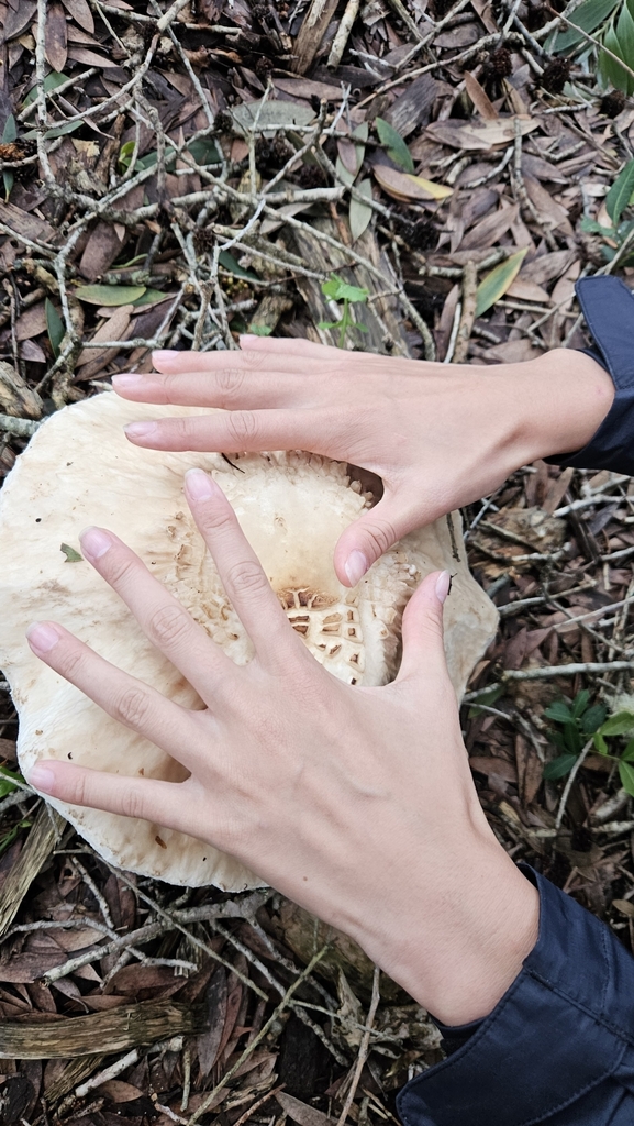 reddening lepiota from Scenic Dr opp Colongra Power Station, San Remo ...