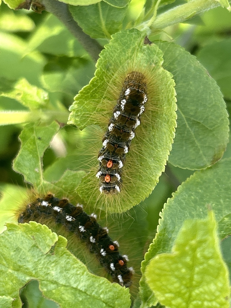 Brown-tail Moth from Easington, Hull, England, GB on May 06, 2024 at 11 ...
