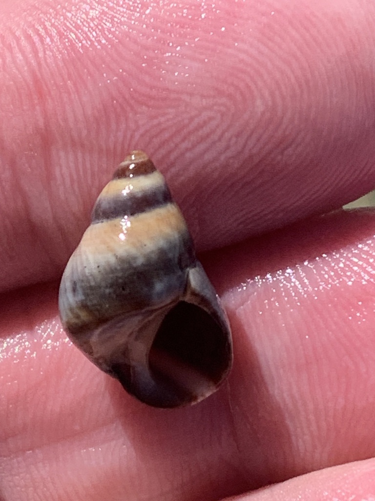 Little Blue Periwinkle from Minnie Water, NSW, AU on May 6, 2024 at 11: ...