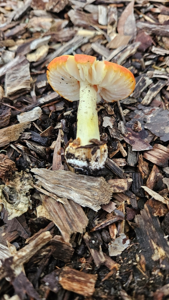 Vermilion Amanita from Scenic Dr opp Colongra Power Station, San Remo ...