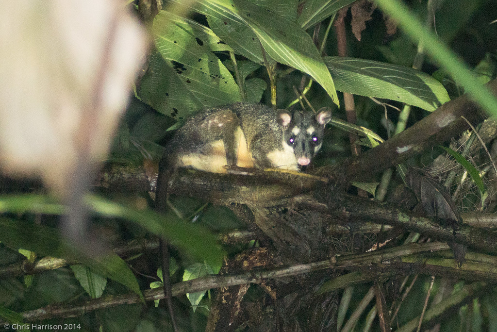 Gray Four-eyed Opossum from Heredia Province, Sarapiqui, Costa Rica on ...