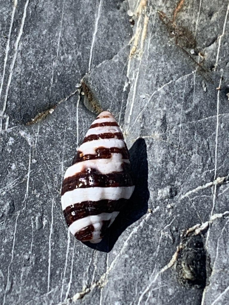 Engina zonalis from Minnie Water, NSW, AU on May 6, 2024 at 11:54 AM by ...