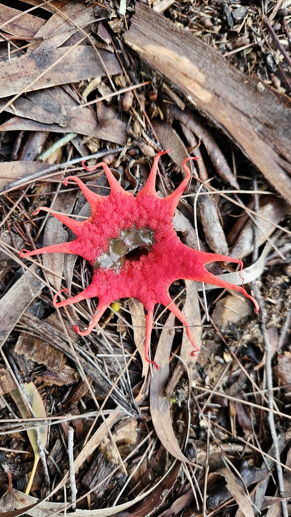anemone stinkhorn fungus from Scenic Dr opp Colongra Power Station, San ...