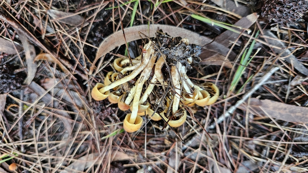 Sulphur Tuft from Scenic Dr opp Colongra Power Station, San Remo NSW ...