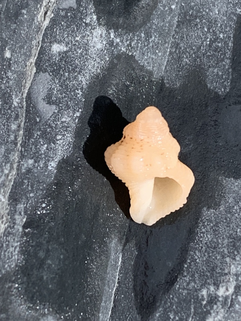 Mipus arbutum from Minnie Water Foreshore Reserve, Minnie Water, NSW ...