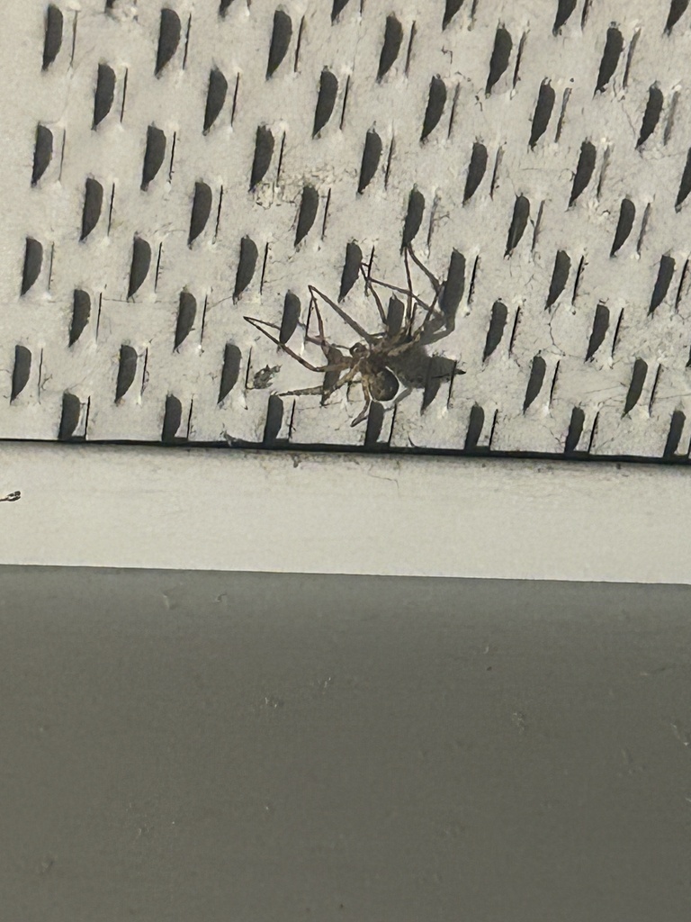 Running Crab Spiders from Benjamin Franklin Way, Franklin, OH, US on ...