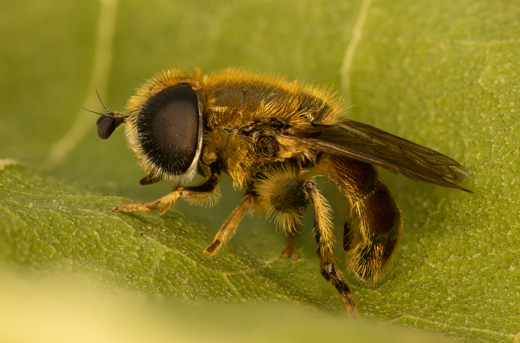 Merodon from Cape Winelands District Municipality, South Africa on ...