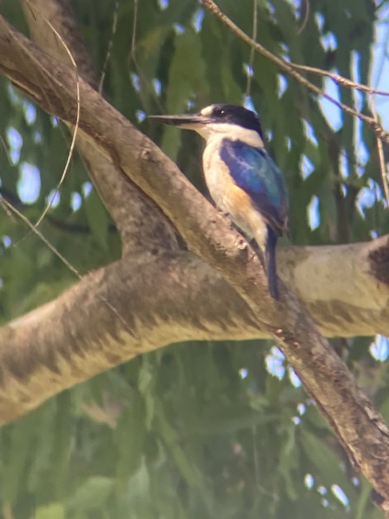 Forest Kingfisher from Coolbie, QLD, AU on May 4, 2024 at 01:12 PM by ...