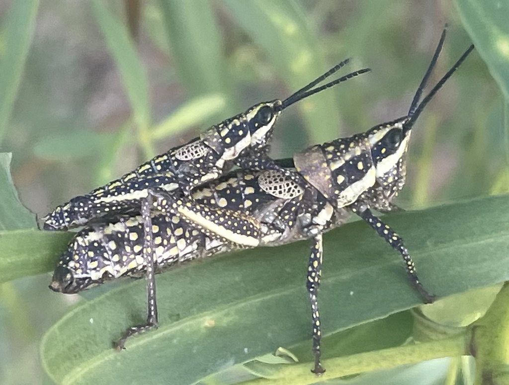 Blistered Pyrgomorph from Kensington Rd, Muttaburra, QLD, AU on May 6 ...