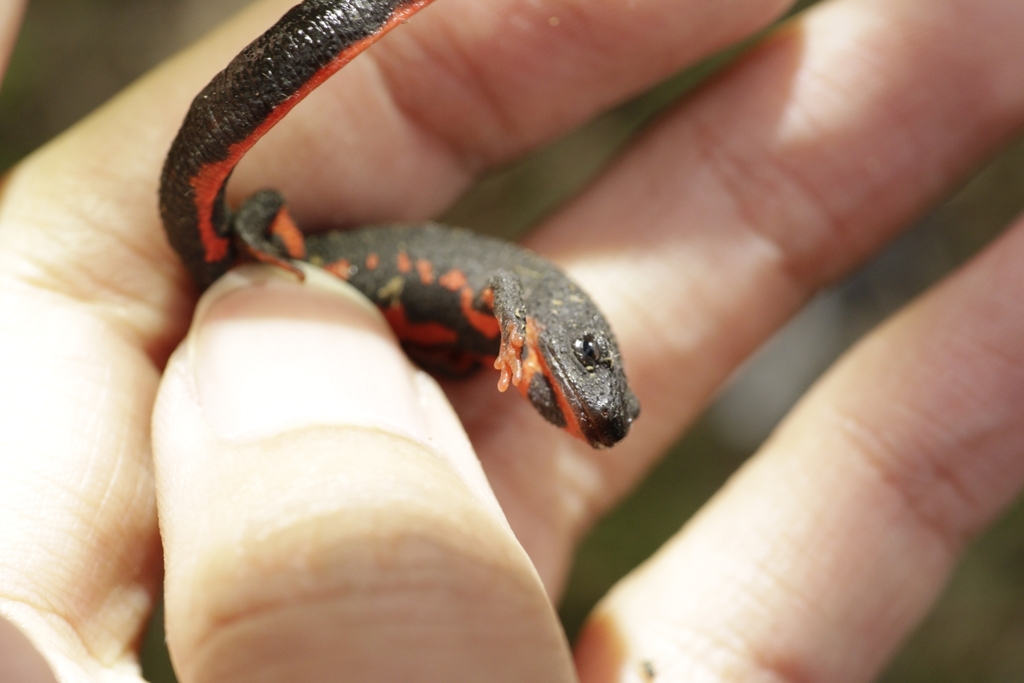 Northeastern Paddle-tailed Newt from 浙江省湖州市安吉县三道岭 on May 3, 2024 at 04: ...
