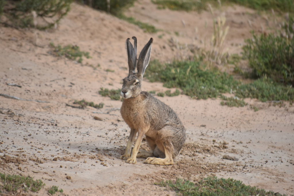Black-tailed Jackrabbit from Ensenada, B.C., México on April 28, 2024 ...