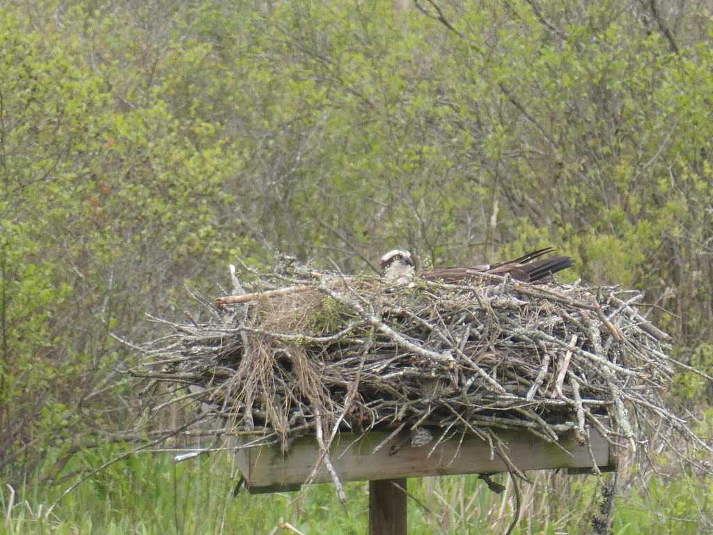Osprey from Prince George's County, MD, USA on April 27, 2024 at 11:41 ...