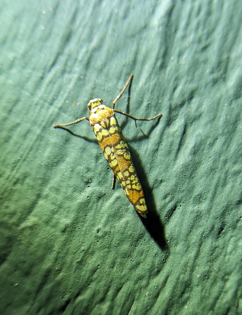 Ailanthus Webworm Moth in May 2024 by Leif · iNaturalist