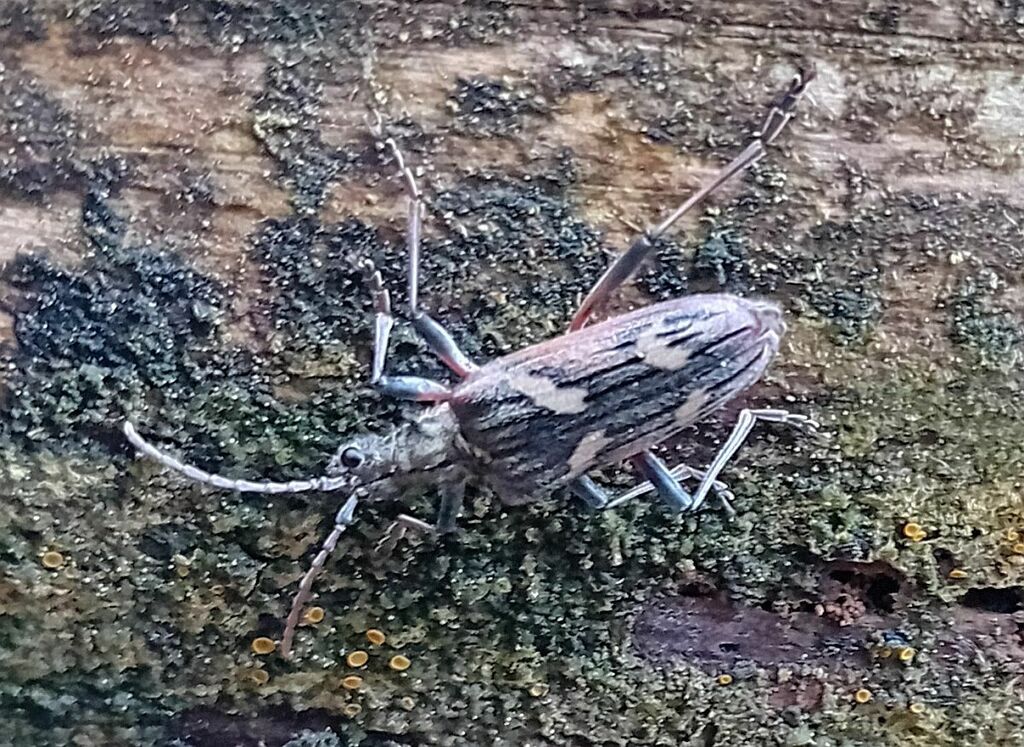 Two-banded Longhorn Beetle from Brownsea Island, Dorset, UK on May 5 ...
