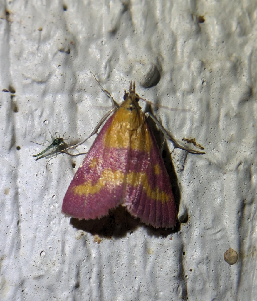Southern Purple Mint Moth in May 2024 by Leif · iNaturalist
