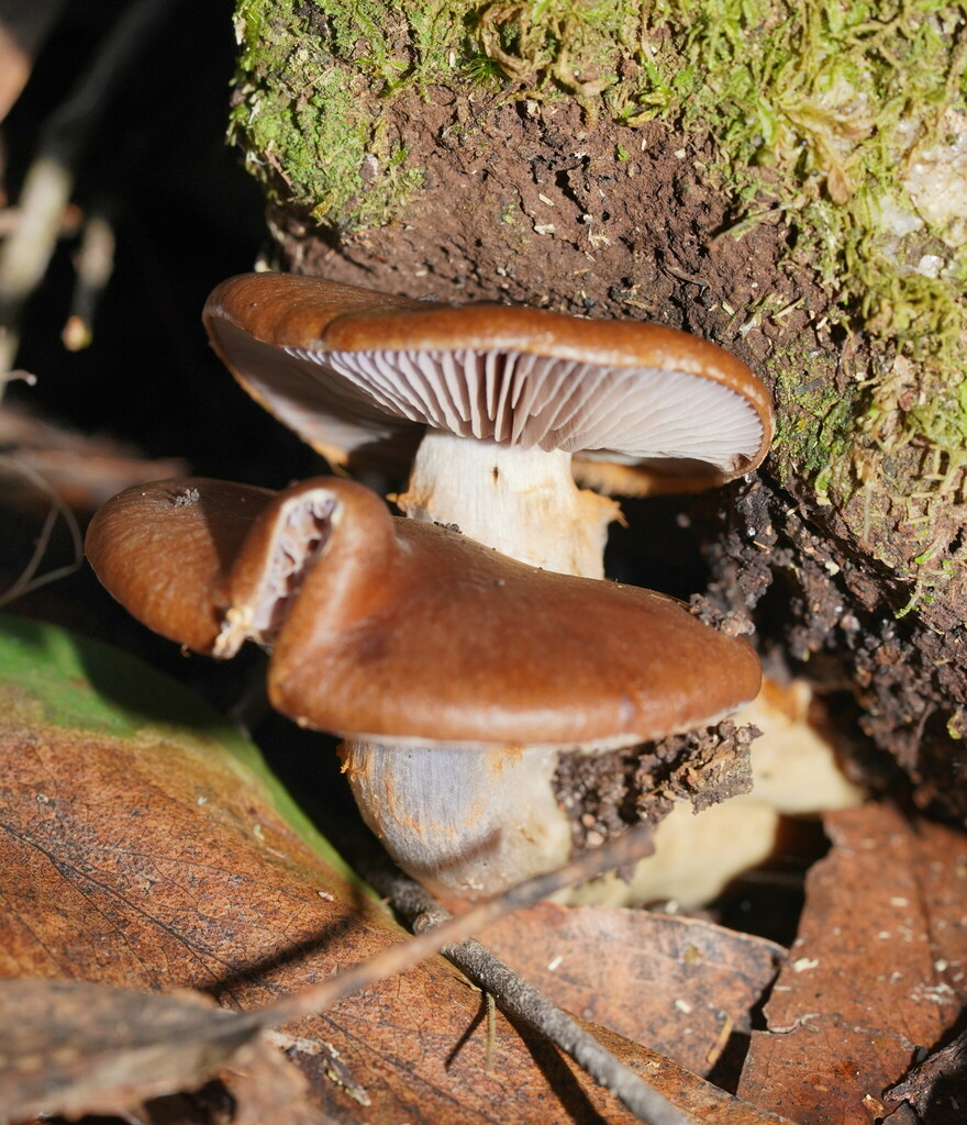 Webcaps from Yellingbo VIC 3139, Australia on May 5, 2024 at 11:23 AM ...