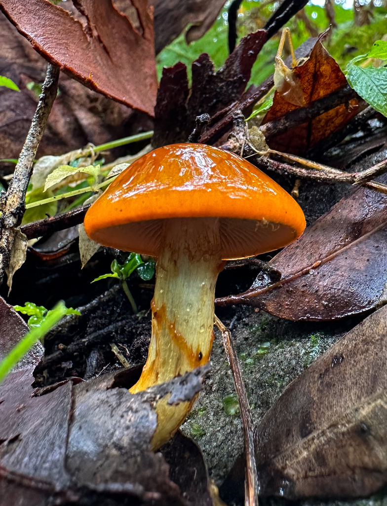 Webcaps from Sydney NSW, Australia on May 5, 2024 at 11:59 AM by ...