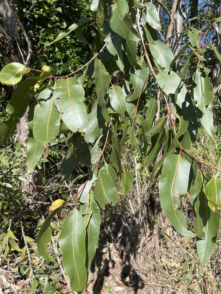 Bloodgums from Walkabout Creek Discovery Centre, Enoggera Reservoir ...