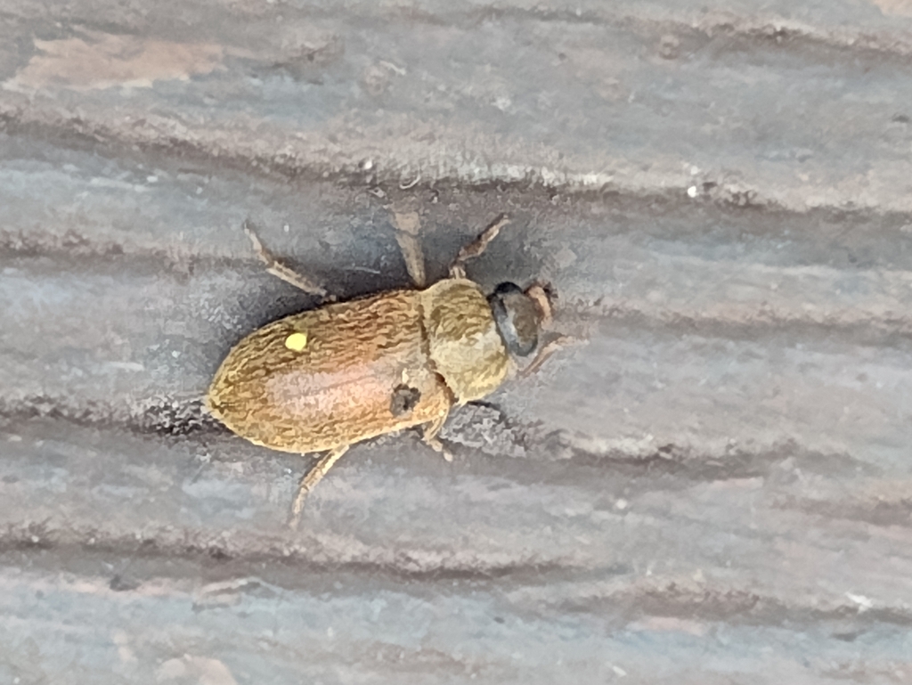 Byturus from Begbrook Lane, Bristol BS16 1HB, UK on May 5, 2024 at 02: ...