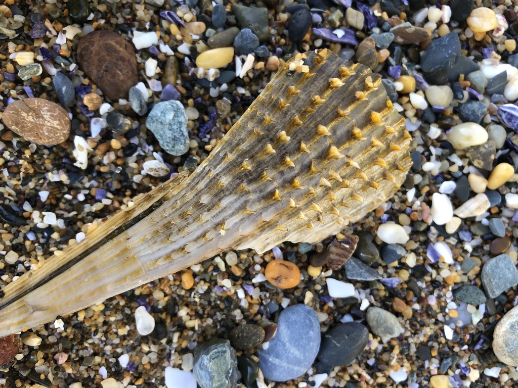 Fan Shell from Minnie Water, NSW, AU on May 6, 2024 at 08:23 AM by ...