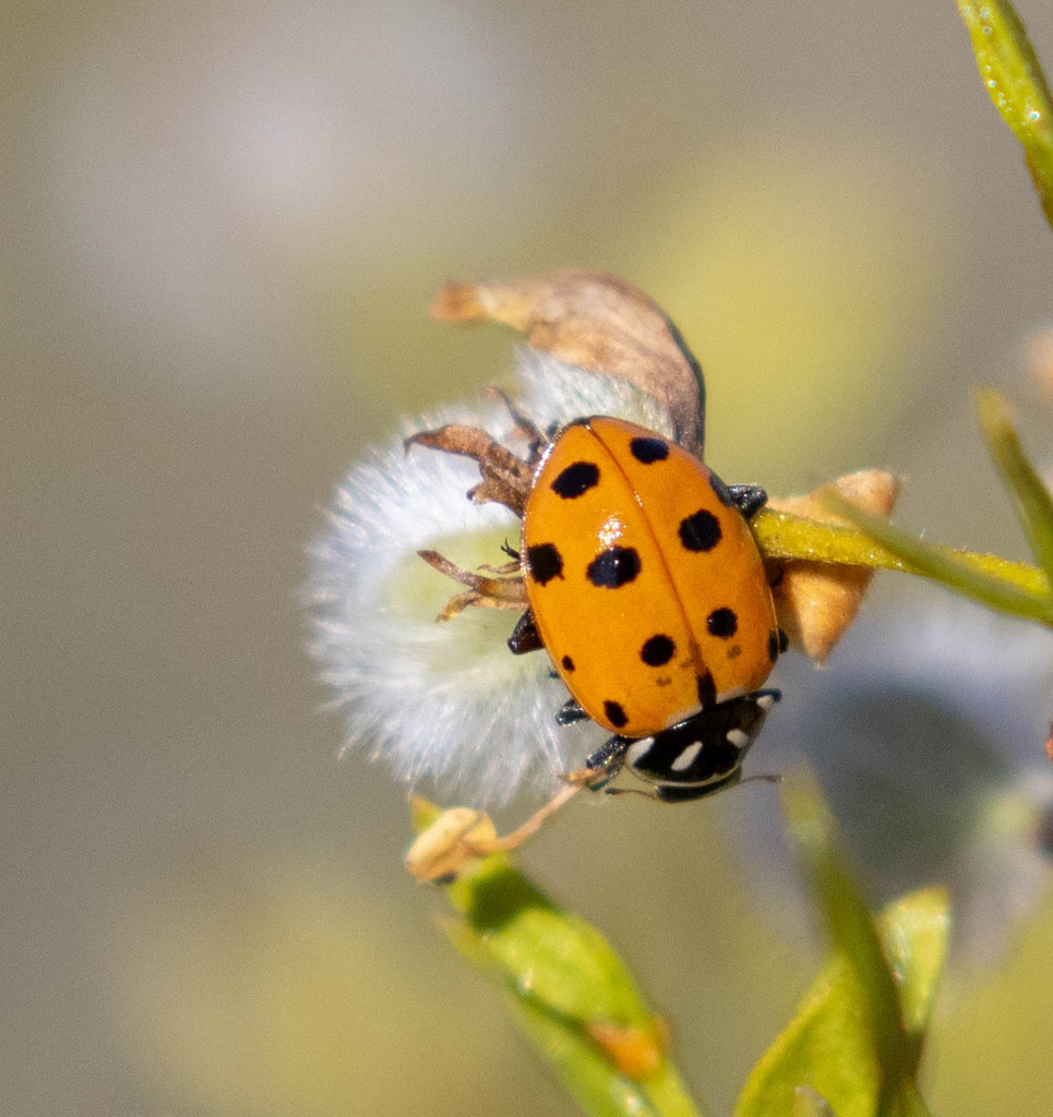 Convergent Lady Beetle from Pima County, AZ, USA on April 28, 2024 at ...
