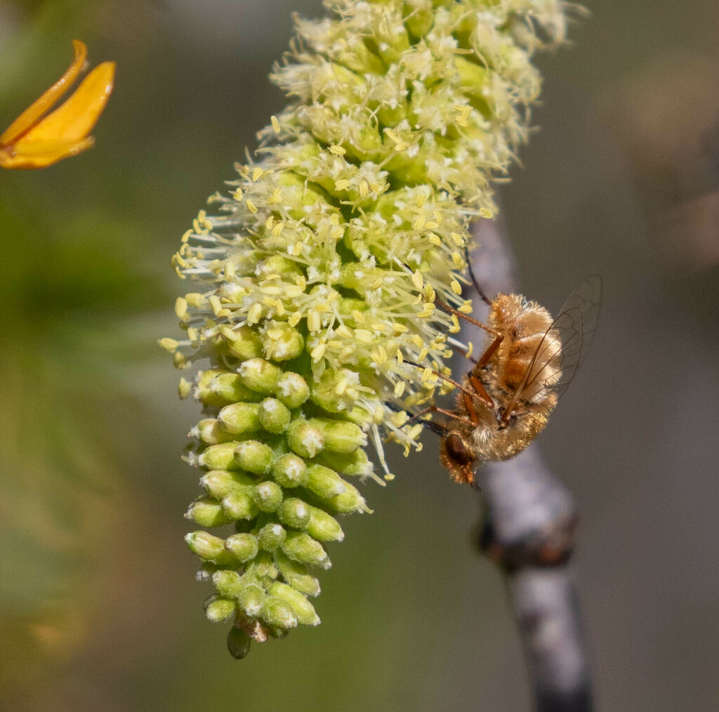 Lordotus from Pima County, AZ, USA on April 28, 2024 at 07:43 AM by Dan ...