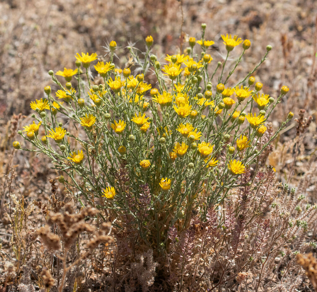 Spiny Goldenweed from Pima County, AZ, USA on April 28, 2024 at 07:51 ...