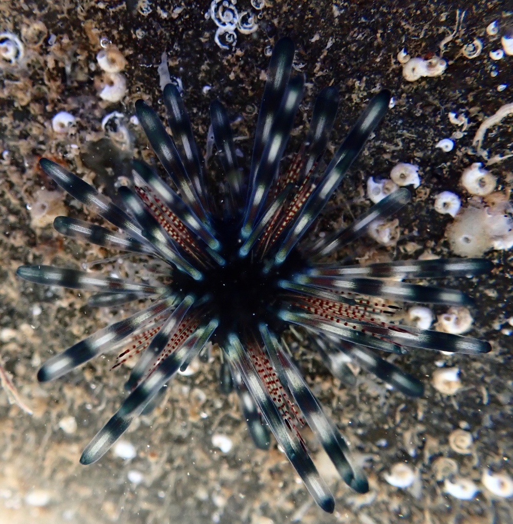 Banded Sea Urchin from Burleigh Heads Rocky Shores QLD, Australia on ...