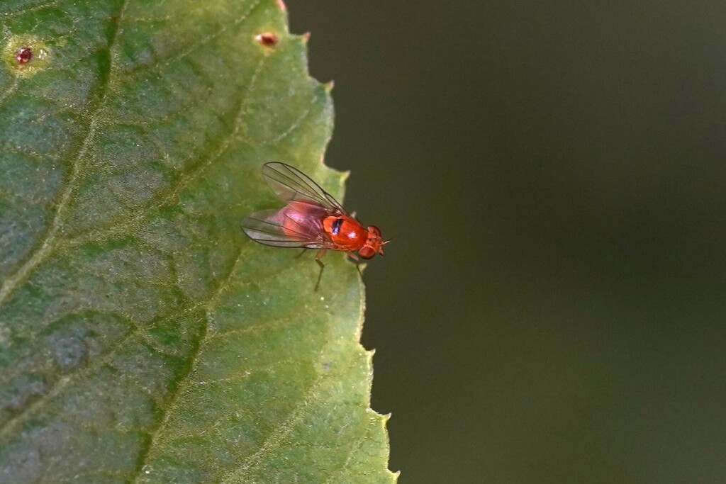 Homoneura notostigma from 中国福建省福州市仓山区 on May 6, 2024 at 03:28 PM by ...