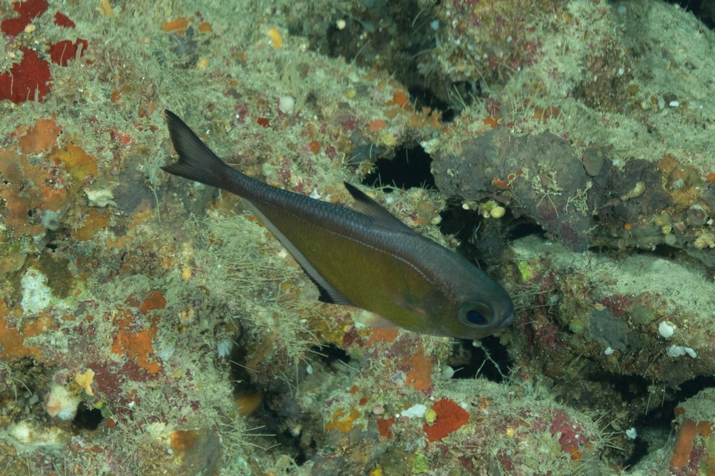 Vanikoro Sweeper (Pempheris vanicolensis) - Marine Life Identification