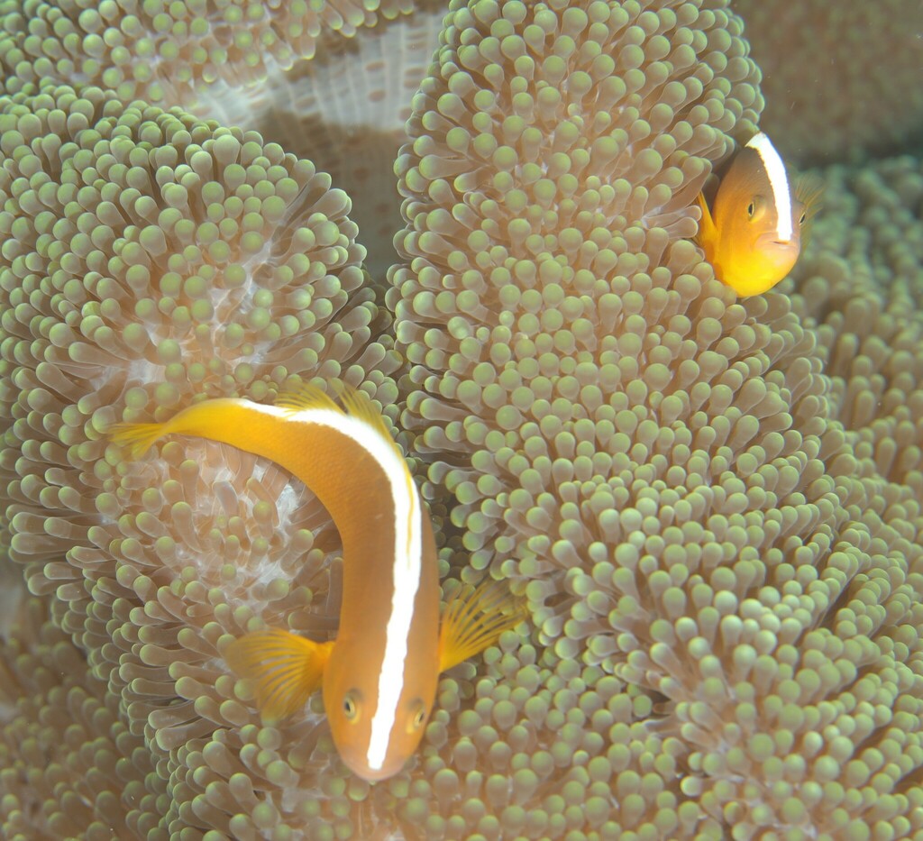 Orange Skunk Anemonefish from Boracay, Malay, Philippines on April 29 ...