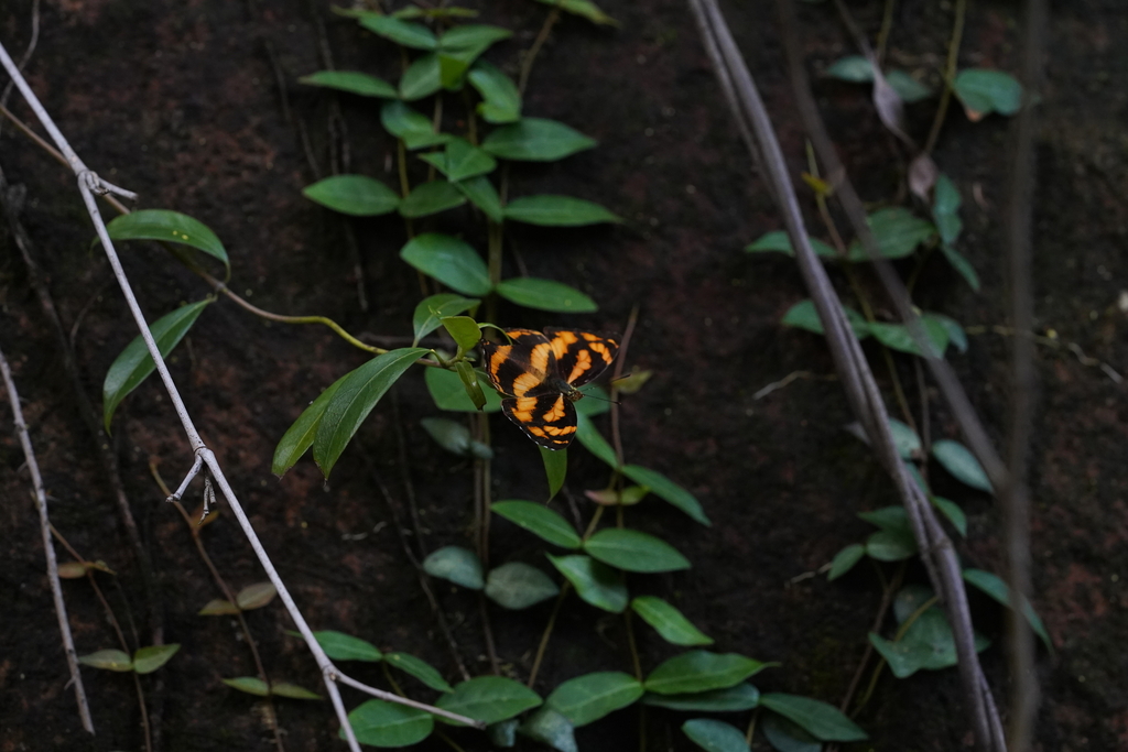 Common Jester from 中国福建省福州市仓山区 on May 6, 2024 at 05:07 PM by ysllh ...