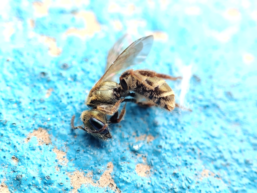 Coppery Metallic-Furrow bee from Beijing, Beijing, CN on May 5, 2024 at ...