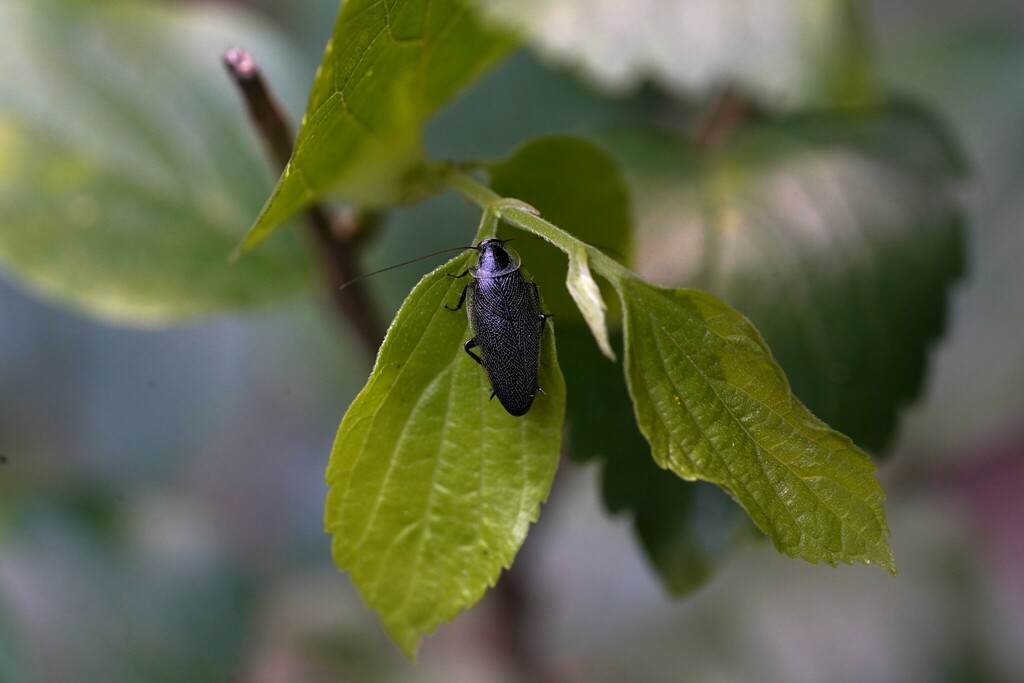 Sorineuchora from 中国福建省福州市仓山区 on May 6, 2024 at 03:43 PM by ysllh ...