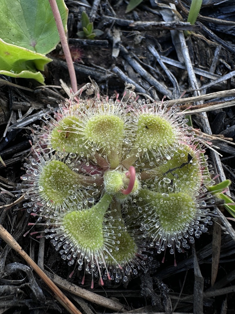 tropical sundew in May 2024 by ly-oh-nee-ah · iNaturalist