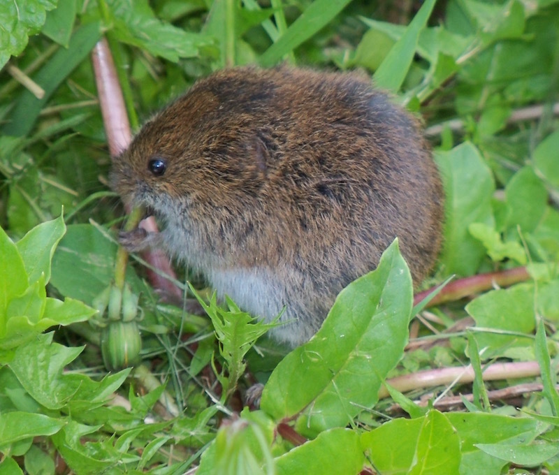Meadow Vole from Sauk County, US-WI, US on May 14, 2016 by Di · iNaturalist