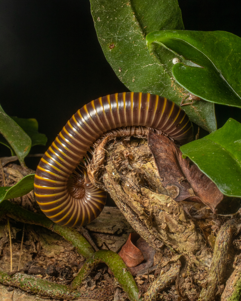 Bumblebee Millipede from Akumal, Q.R., México on May 26, 2023 at 09:46 ...