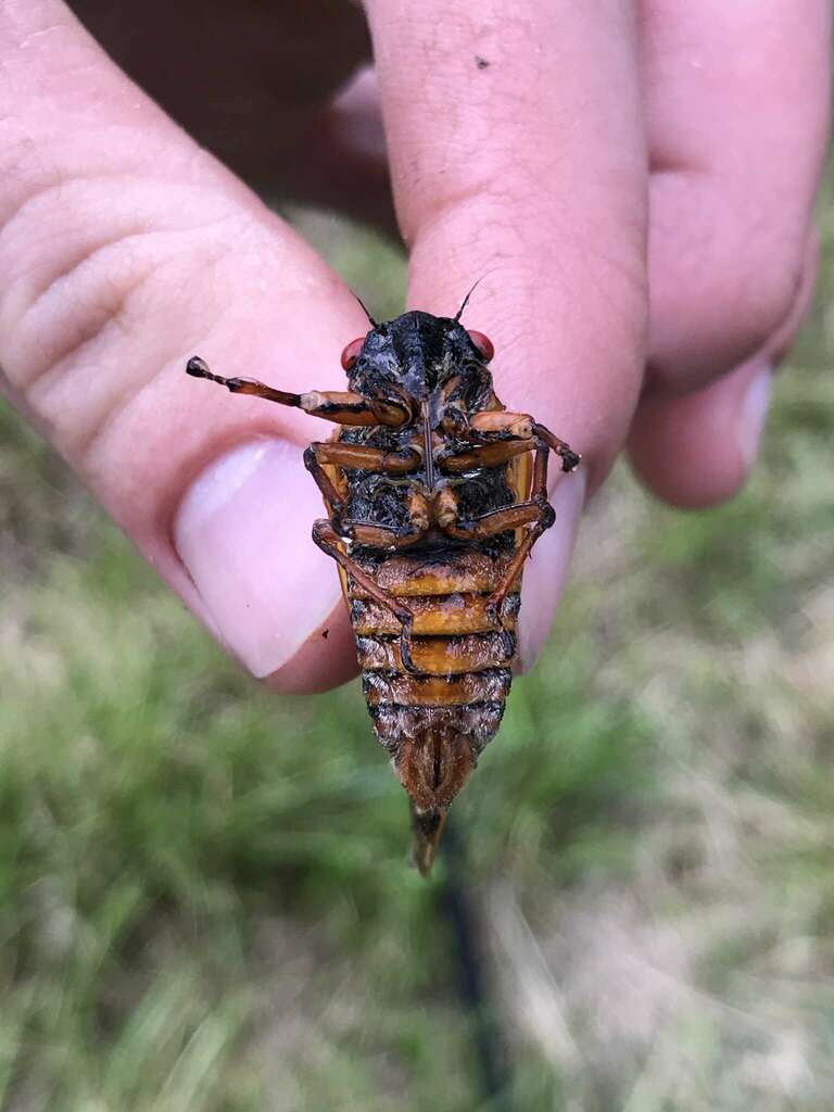Riley's 13-Year Cicada (Smokies Most Wanted) · iNaturalist
