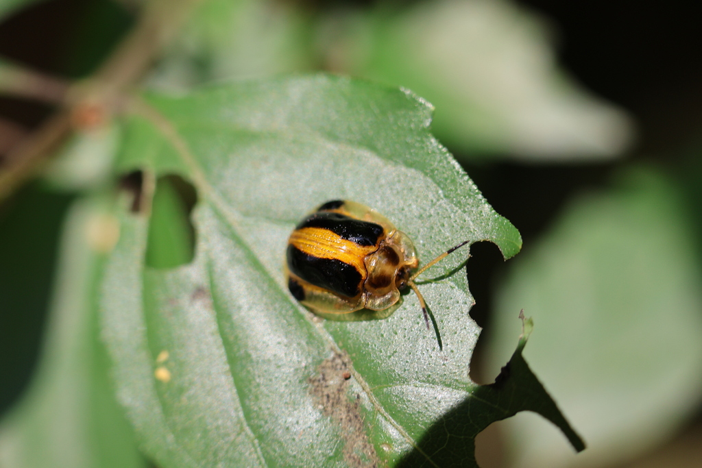 Water, Rove, Scarab, Long-horned, Leaf, and Snout Beetles from Xihu ...
